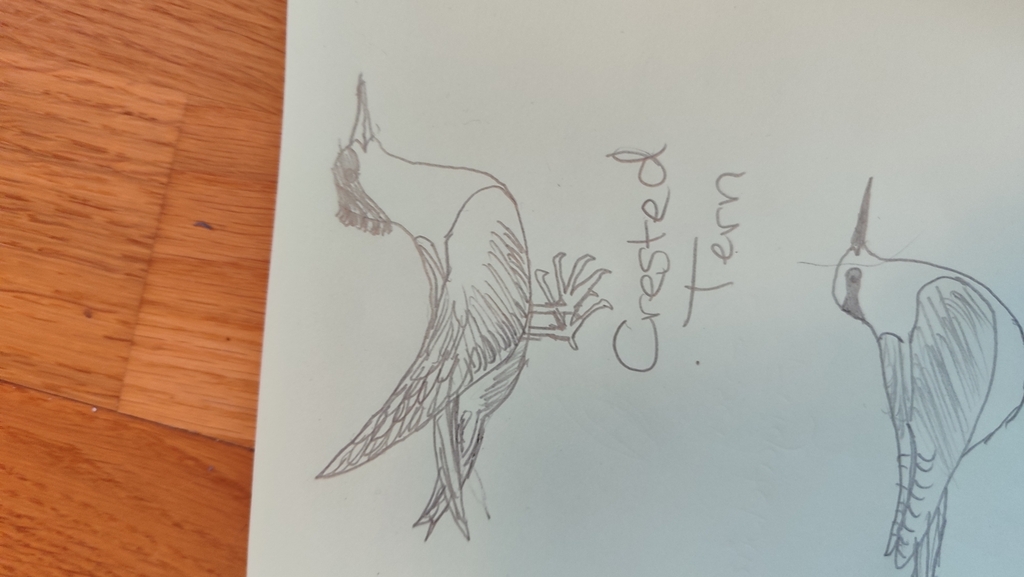 Great Crested Tern from Samoa on November 24, 2024 at 08:52 AM by ...