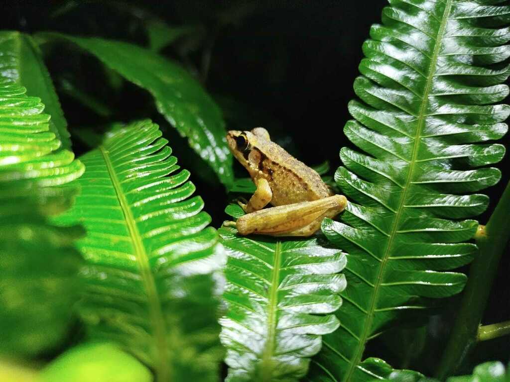 Javan Torrent Frog from Kec. Brangsong, Kabupaten Kendal, Jawa Tengah ...