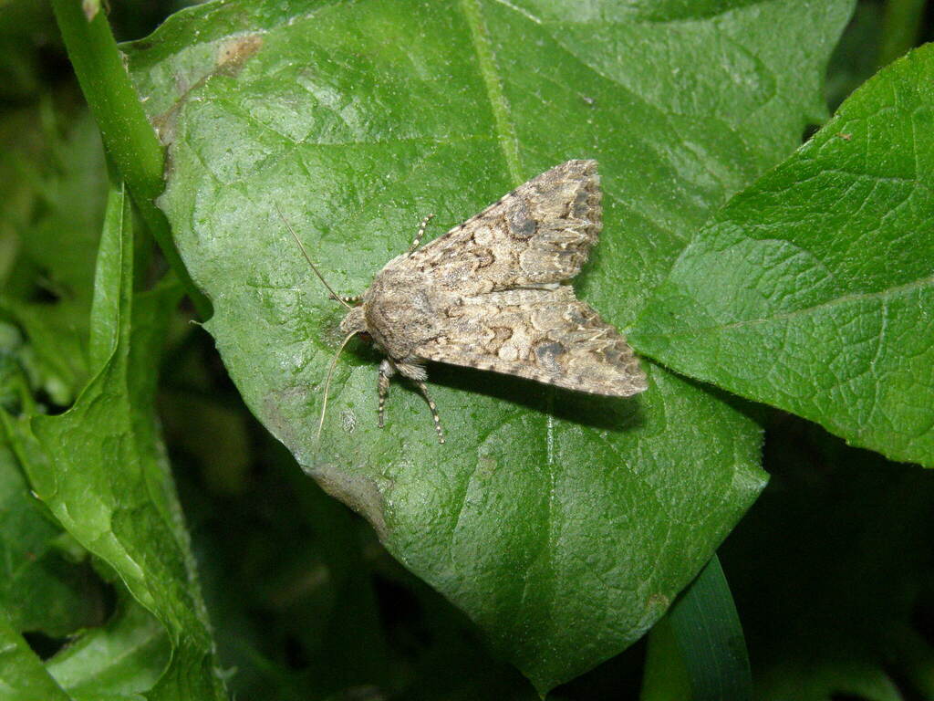 Nutmeg Moth from Юго-Западный административный округ, Москва, Россия on ...