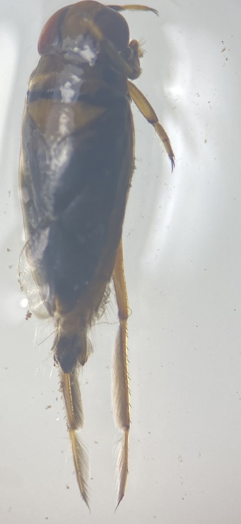 Enithares from Kruger National Park, Limpopo, ZA on November 8, 2024 at ...