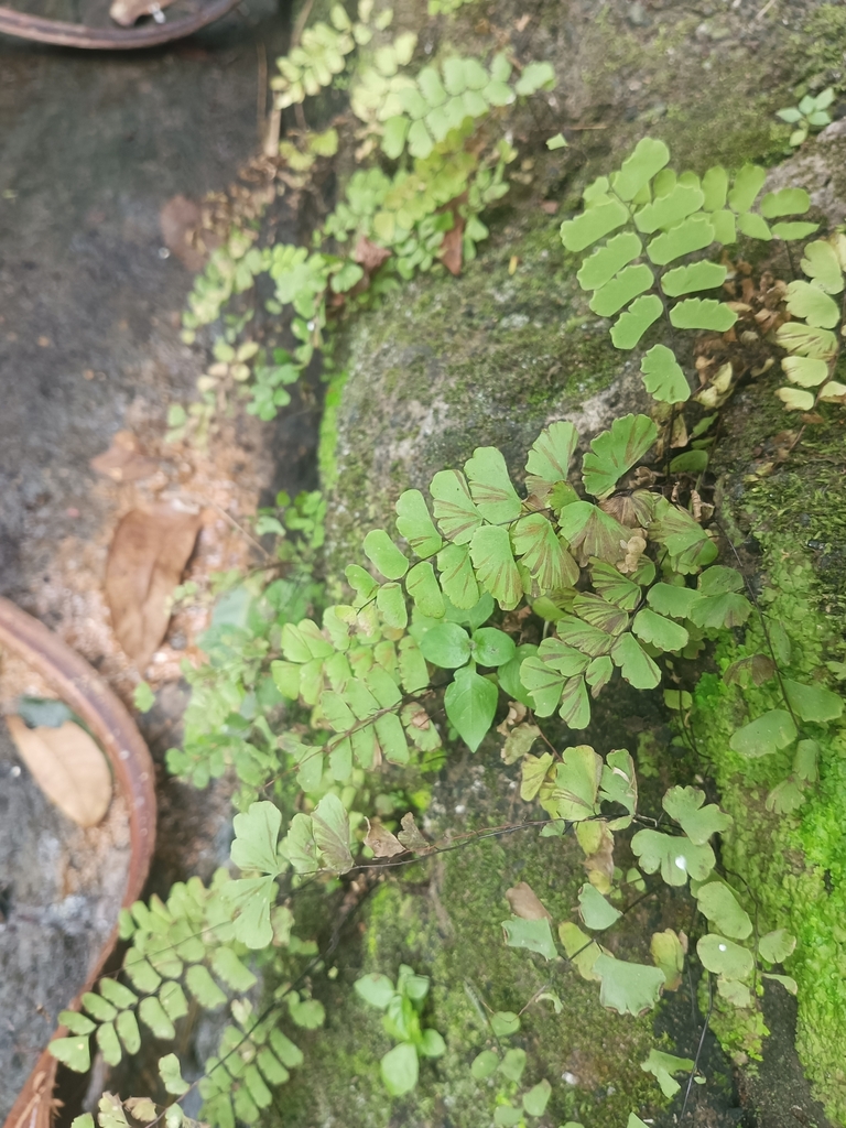 Walking Maidenhair Fern from University of the Philippines Diliman on ...