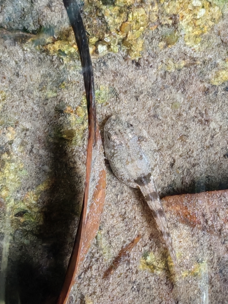 Lesser Spiny Frog from 香港大埔滘 on November 24, 2024 at 04:12 PM by Fung ...