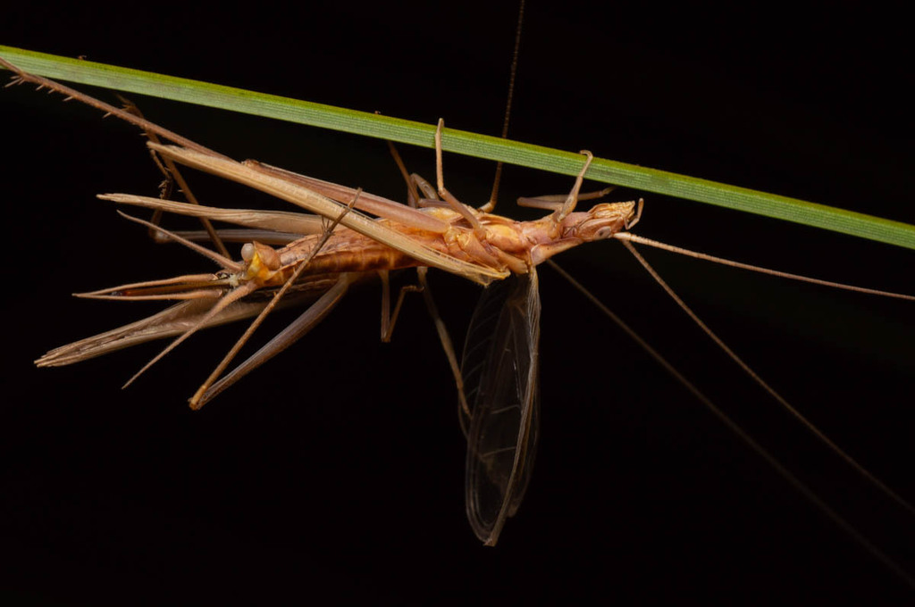 Striped Tree Cricket from Whitsunday Islands, Whitsunday, Queensland ...
