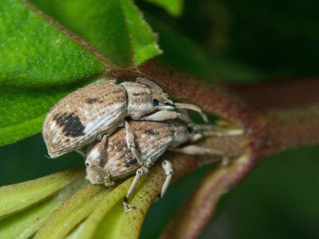 Phytoscaphus triangularis from Thma Bang, Kaôh Kong, Cambodia on ...
