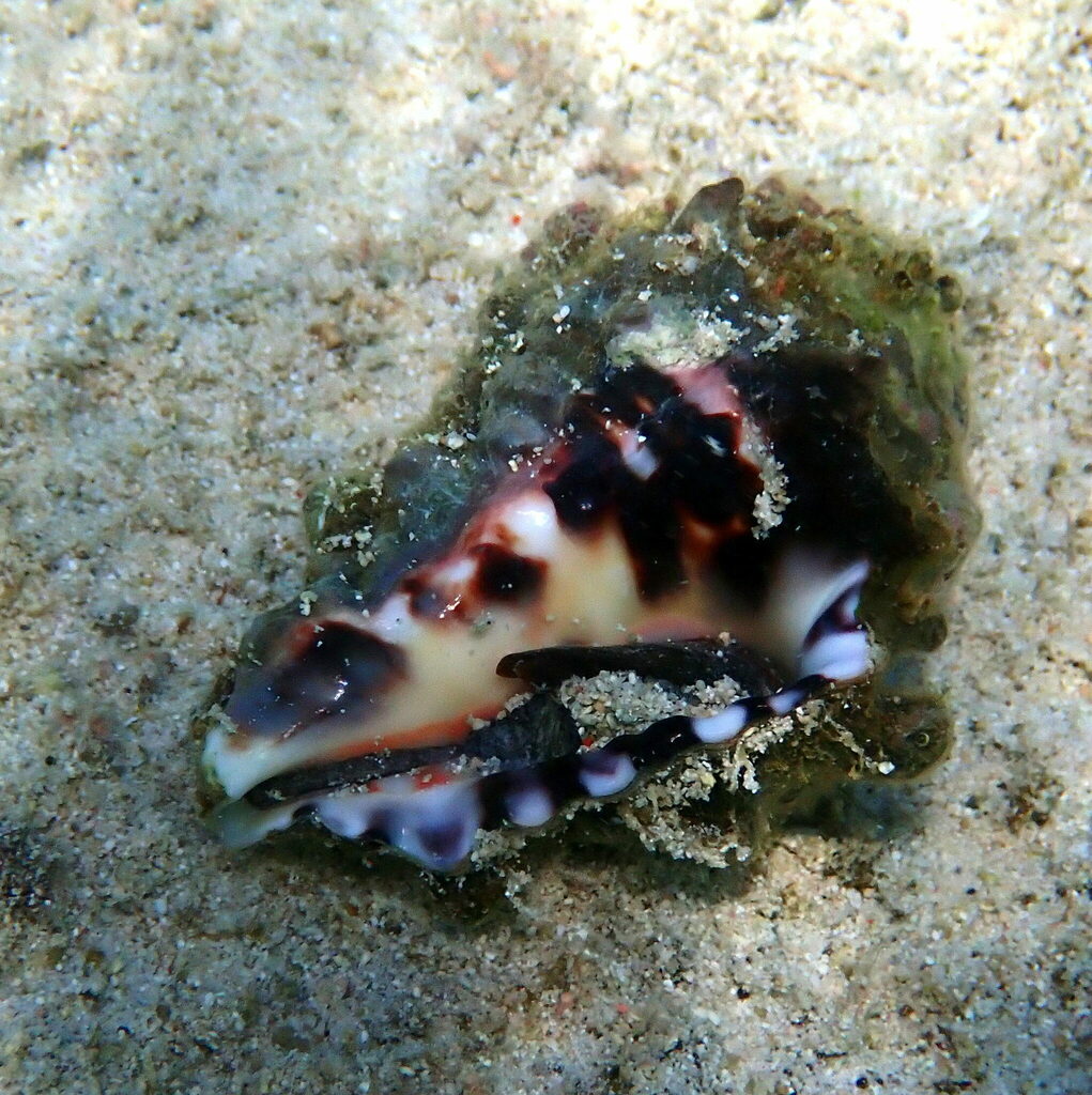 common Pacific vase from Ilot Améré, New Caledonia on November 19, 2024 ...