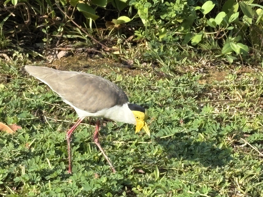 Northern Masked Lapwing from Tanah Merah Singapore on November 5, 2024 ...