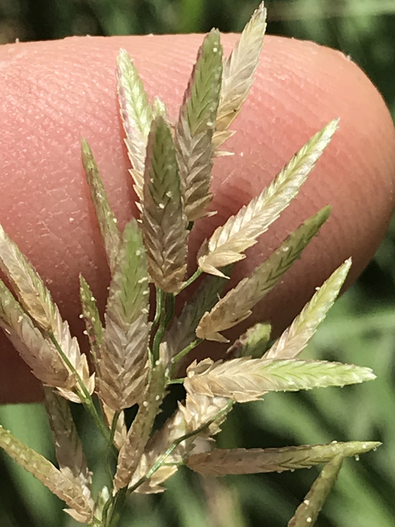 Red Lovegrass from 13875 Moffat Rd, Temple, TX, US on July 17, 2019 at ...