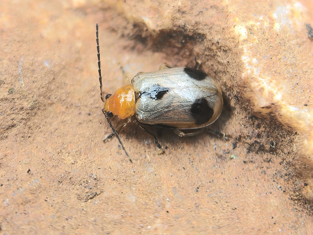 Paridea angulicollis from Nanjing, CN-JS, CN on November 24, 2024 at 12 ...