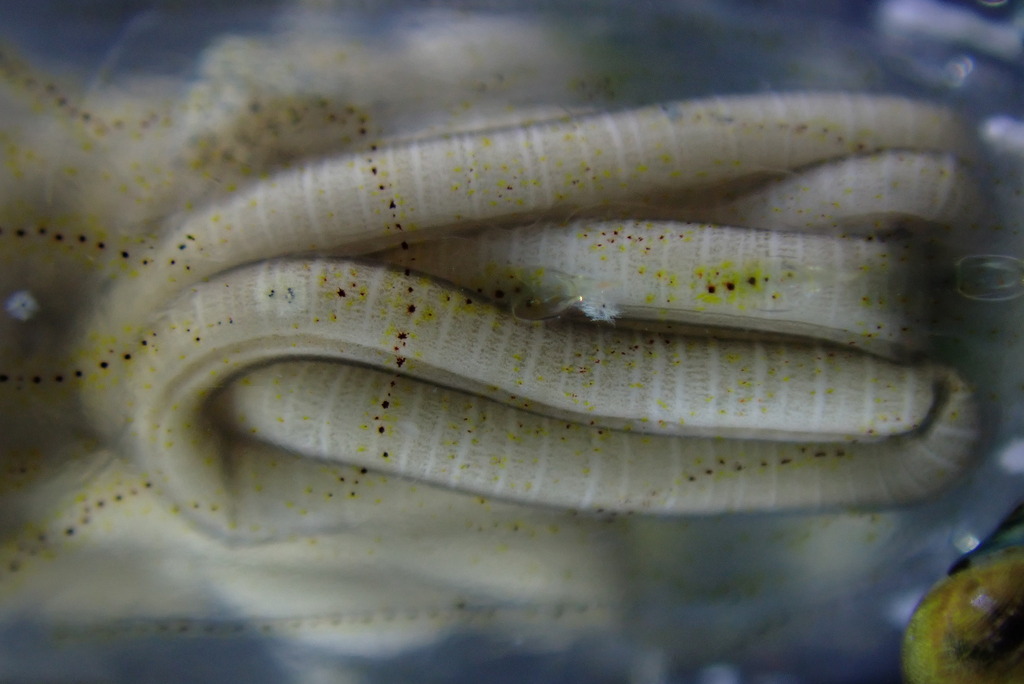 Nectonema agile from Pontac on October 27, 2019 at 01:00 PM by Chris ...