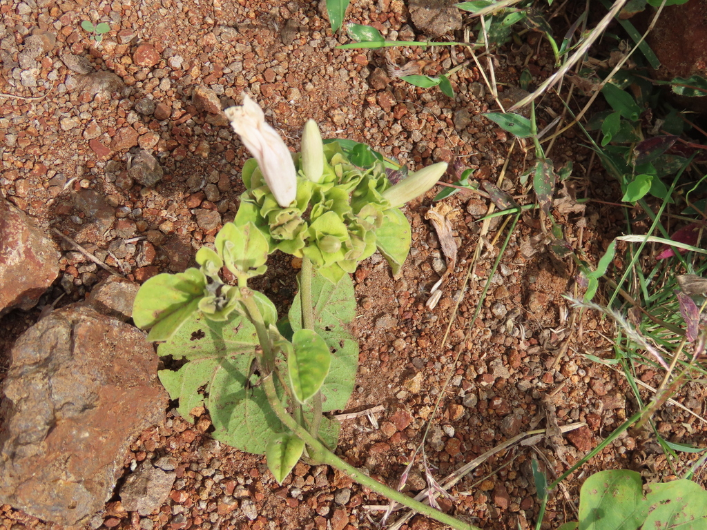Gold Dwarf Morning Glory from Zakas Pather Rd,Khandi Pimpalgaon ...