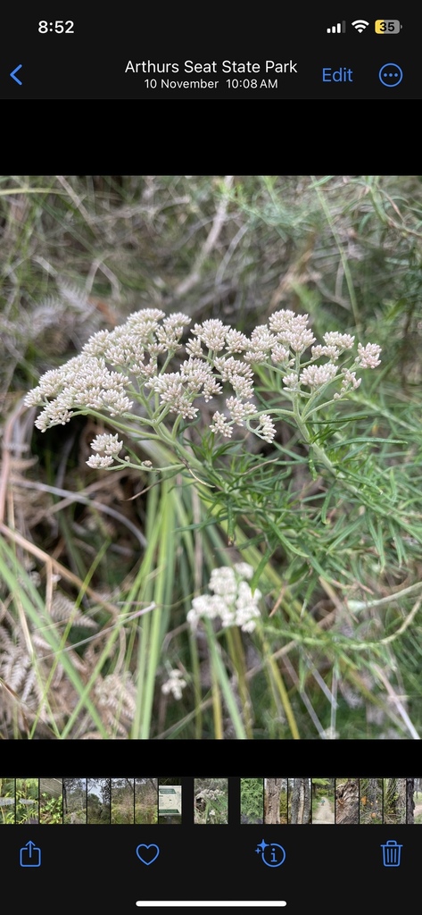 Common Cassinia from Red Hill Ward, Arthurs Seat, VIC, AU on November ...