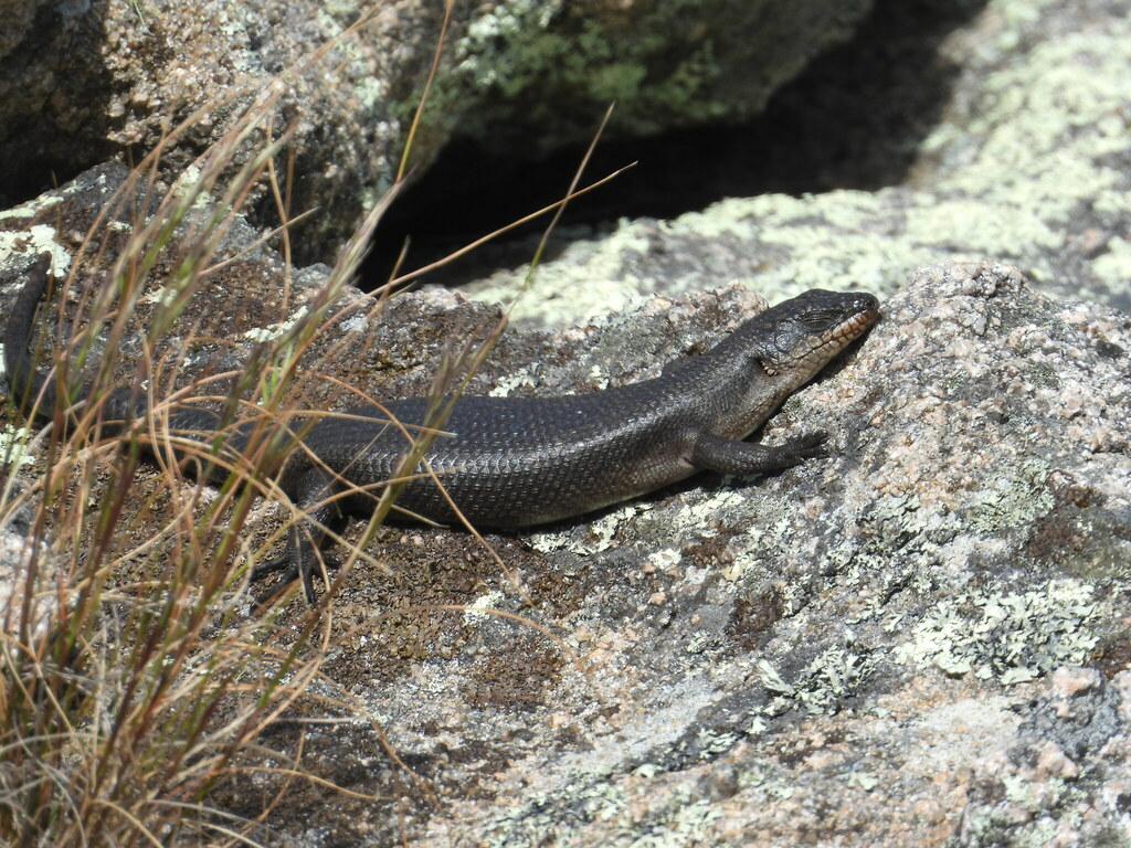 Black Rock Skink from Genoa VIC 3891, Australia on November 18, 2024 at ...