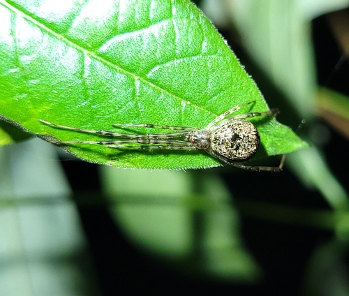 Neopisinus recifensis · iNaturalist Mexico