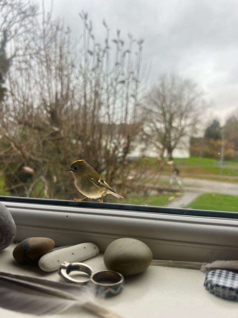 Goldcrest from University of Galway, Galway, Co. Galway, IE on November ...