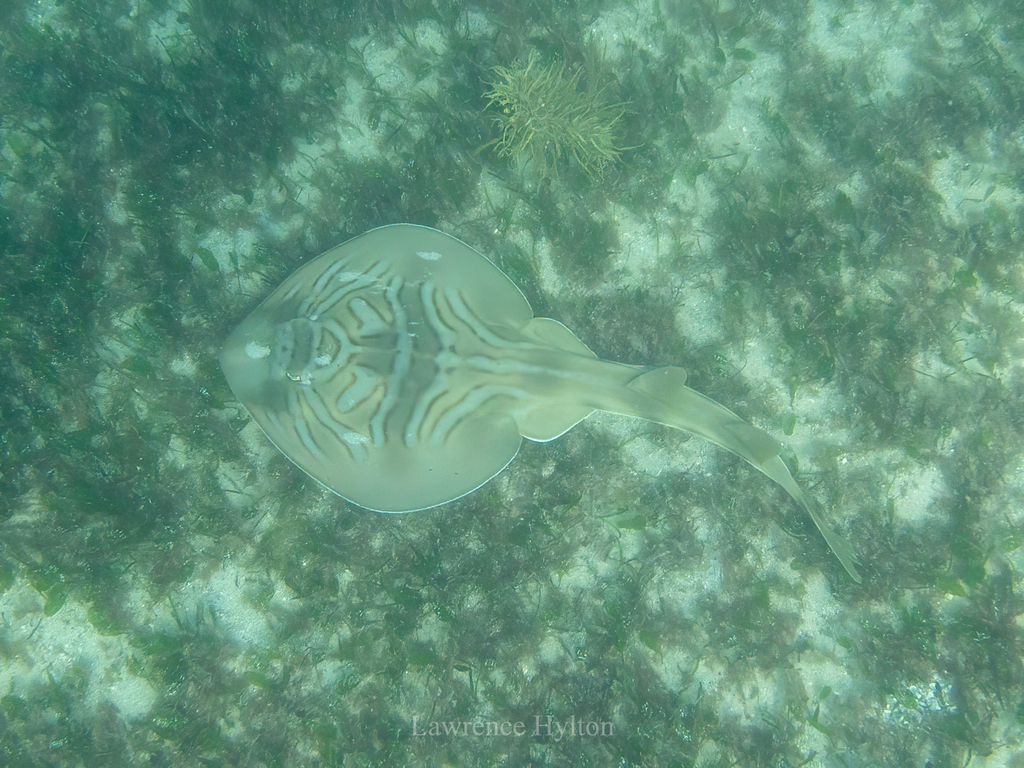 Banjo Ray in November 2024 by Lawrence Hylton · iNaturalist