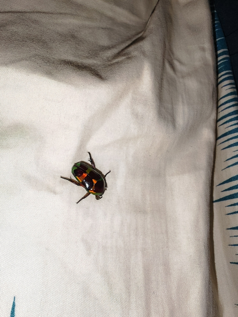 Shining Leaf Chafers from Sedahan Jaya, Sukadana, North Kayong Regency ...