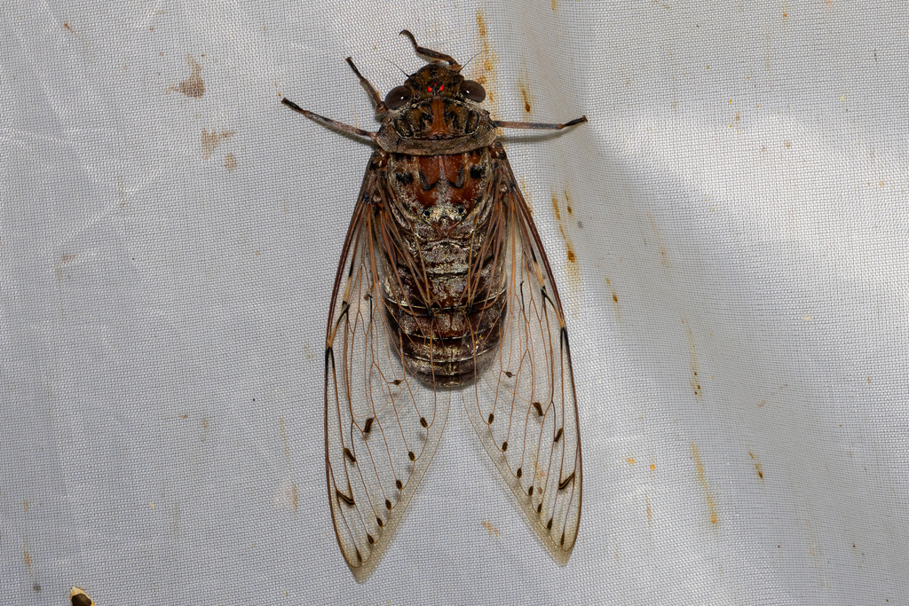 Empress Cicada from MCM Nature Discovery Villa (Stephen's Place ...