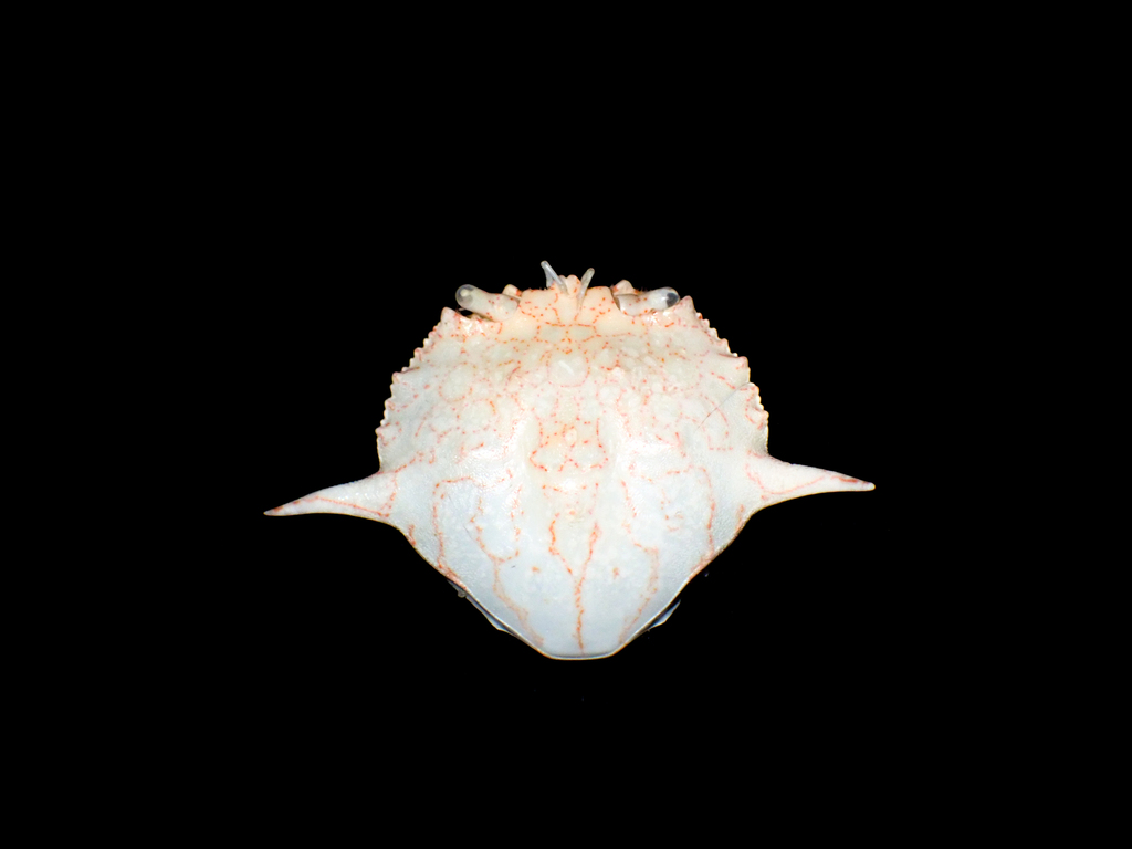 Flower Moon Crab from Putty Beach, New South Wales, Australia on ...
