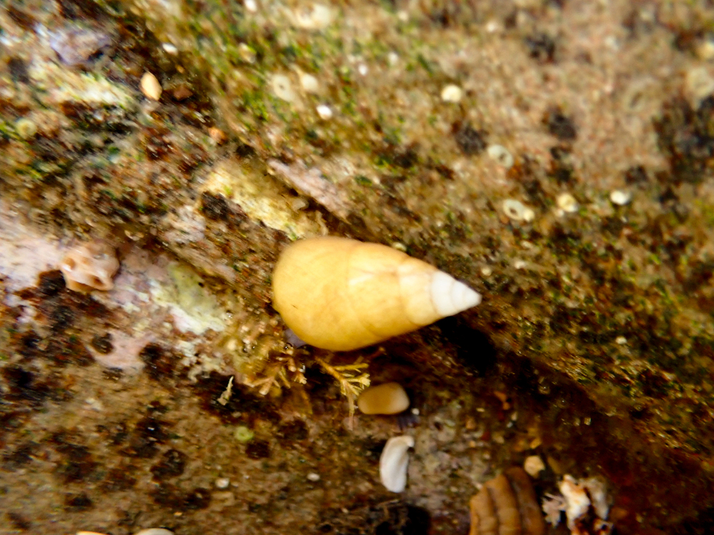 yellow-coated clusterwink from Maitland Bay, NSW, Australia on November ...