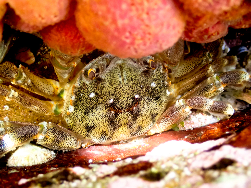 Shiny Bait Crab from Bouddi Cliffs, NSW, Australia on November 24, 2024 ...