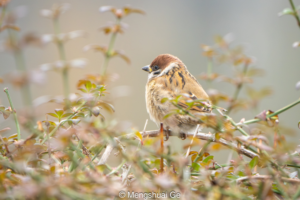 Eurasian Tree Sparrow from 中国北京市海淀区圆明园 on November 24, 2024 at 09:13 AM ...