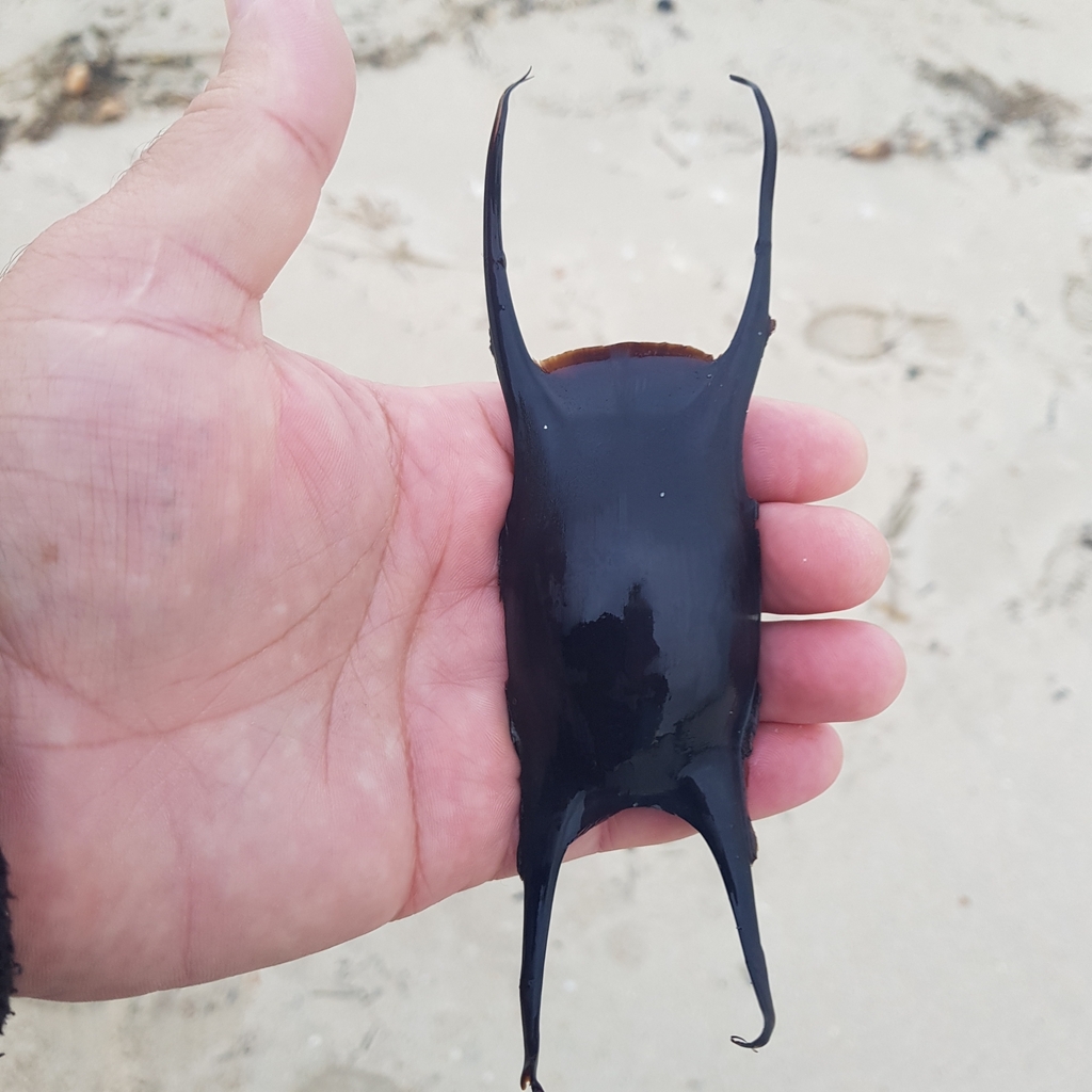 Undulate Skate in November 2024 by Charcos Companhia · iNaturalist