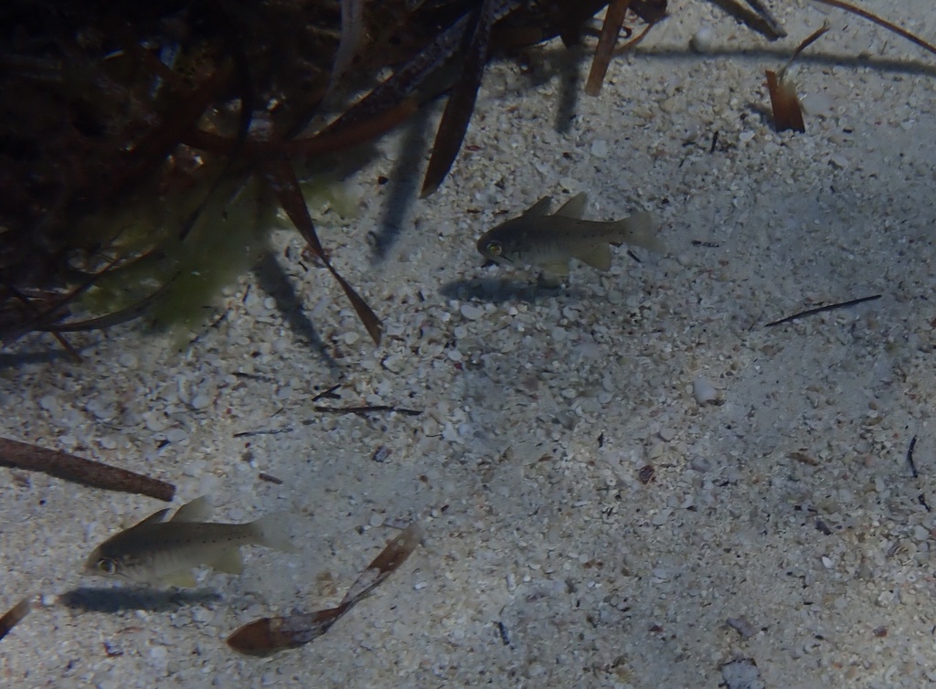 Western Gobbleguts from Rottnest Island, Rottnest Island, WA, AU on ...