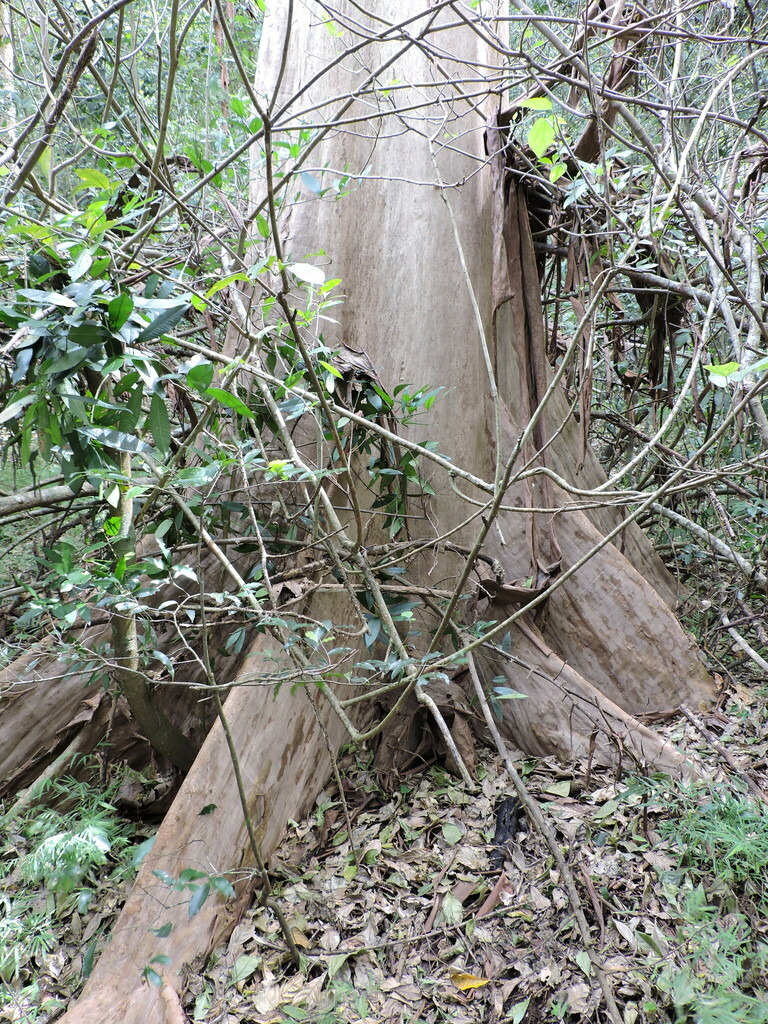 Peruvian almond from Provincia de Guanacaste, Liberia, Costa Rica on ...