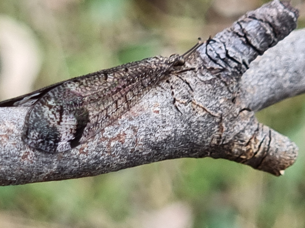 Glenoleon pulchellus from Glenroy NSW 2640, Australia on November 24 ...
