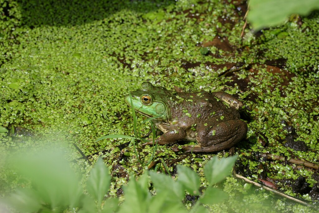 American Bullfrog from Kohokucho Tsunosato, Nagahama, Shiga 529-0362 ...