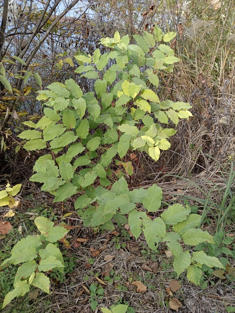Japanese knotweed from 1081-1 Azagawa, Fujikawaguchiko, Minamitsuru ...