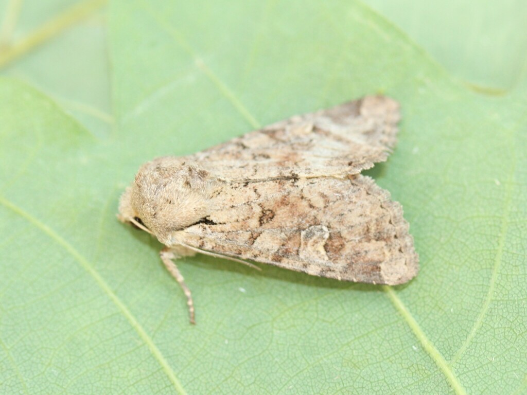 Bordered Apamea Moth from Юго-Западный административный округ, Москва ...