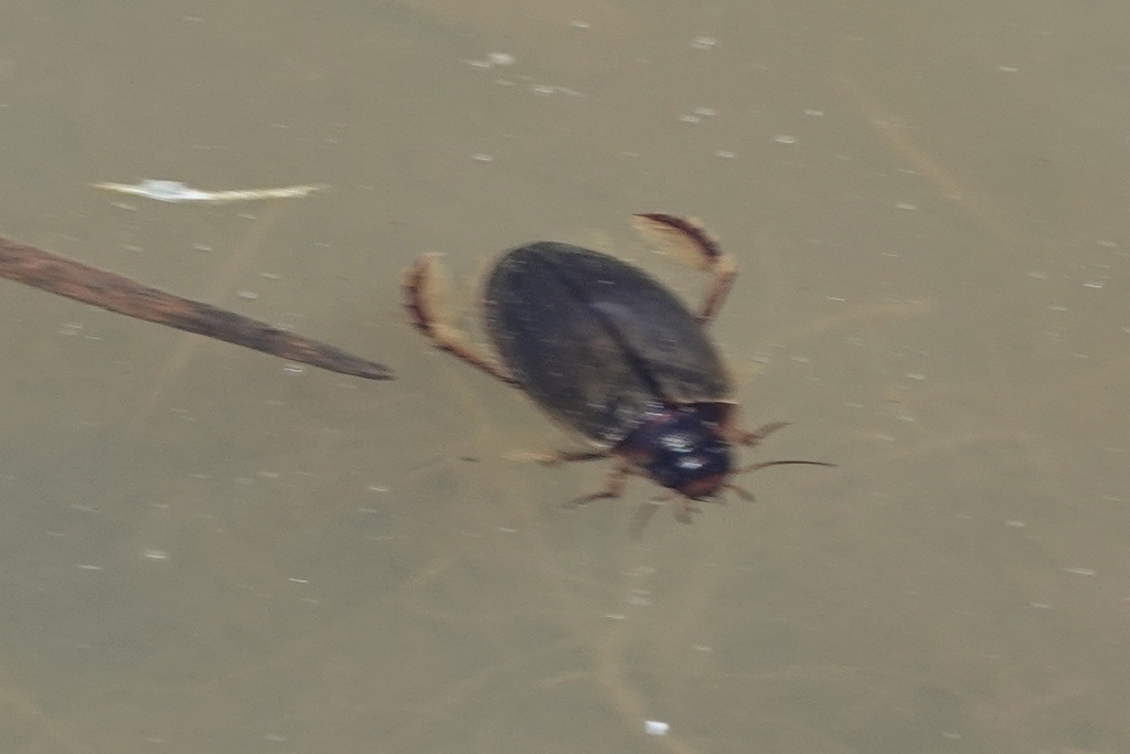 large-grooved diving beetle from Kenfig National Nature Reserve, Kenfig ...