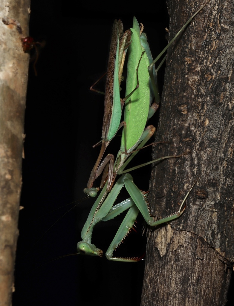 Camelomantis from Bandung, ID-JR, ID on November 24, 2024 at 12:34 PM ...