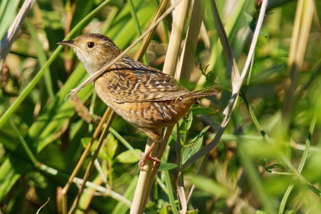 Sedge Wren from St Tammany Parish, LA, USA on November 23, 2024 at 01: ...