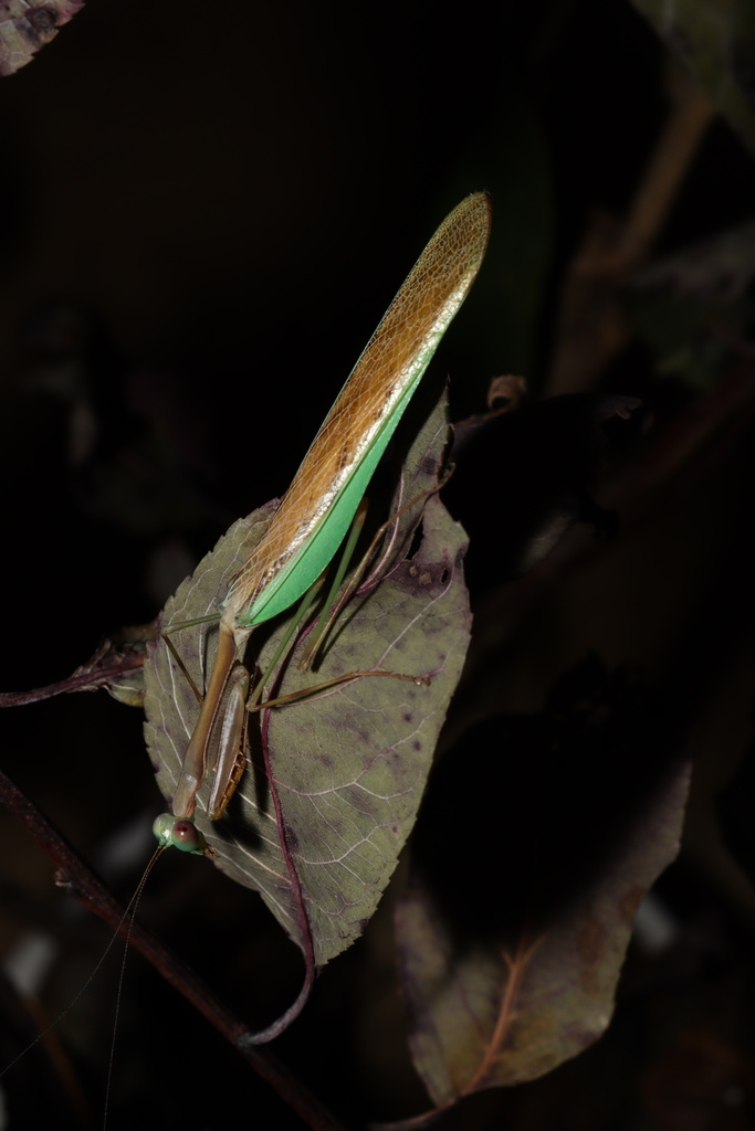 Camelomantis from Bandung, ID-JR, ID on November 24, 2024 at 12:46 PM ...