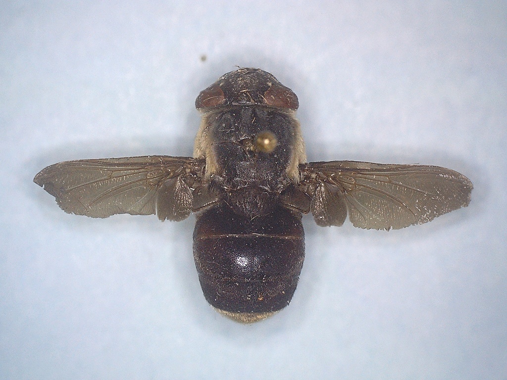 Mouse Bot Fly from Cap-Saint-Jacques, Montréal, QC, Canada on August 12 ...