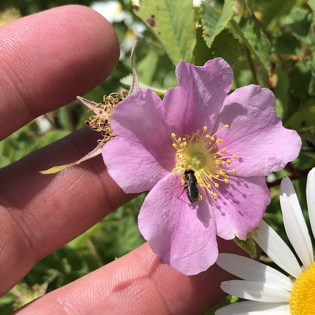 Pictipennis species group from White River National Forest, Carbondale ...