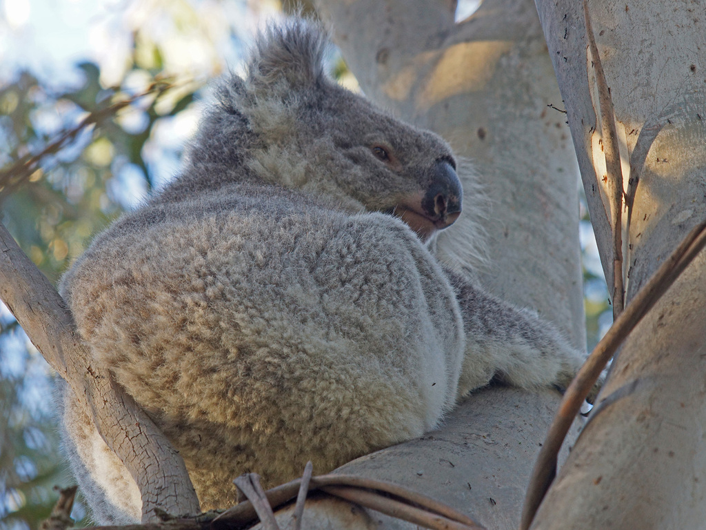 Koala from Tower Hill VIC 3283, Australien on October 10, 2014 at 06:44 ...