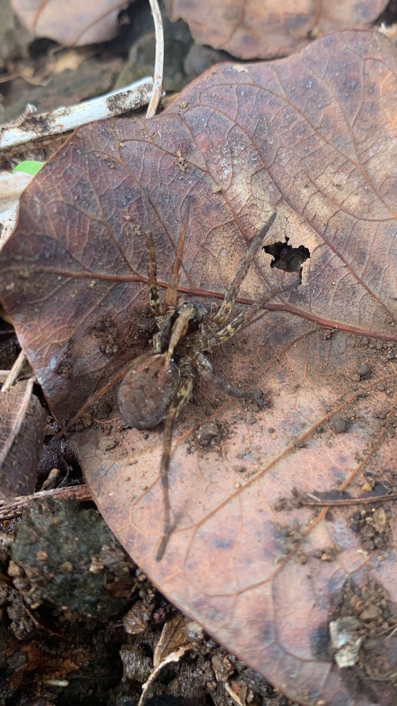 Wolf Spiders from Veraguas, PA on November 24, 2024 at 09:18 AM by ...