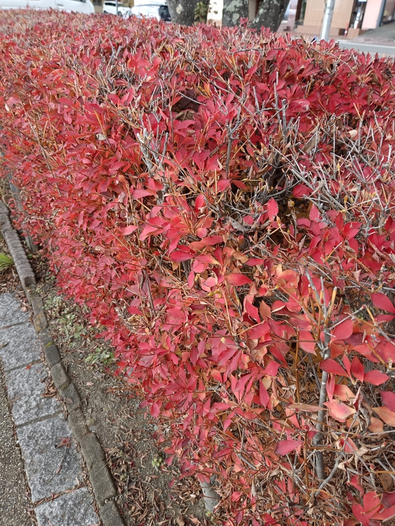 dicots from 180-1 Azagawa, Fujikawaguchiko, Minamitsuru District ...