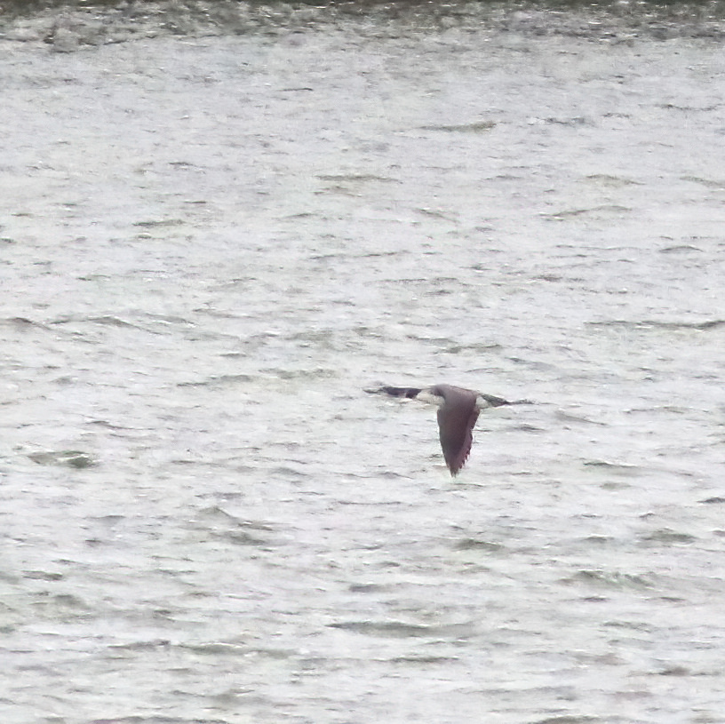 Common Loon from Richland County, OH, USA on November 23, 2024 at 10:57 ...