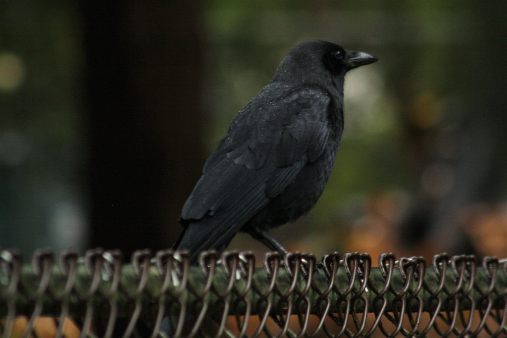 Northwestern Crow from West End, Vancouver, BC, Canada on November 15 ...