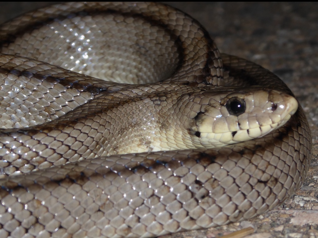 Ladder Snake (Zamenis scalaris) - Snakes and Lizards