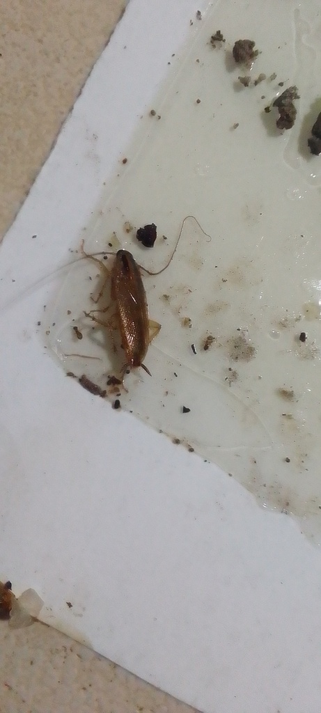 German Cockroach from Panamá, Provincia de Panamá, Panamá on November ...