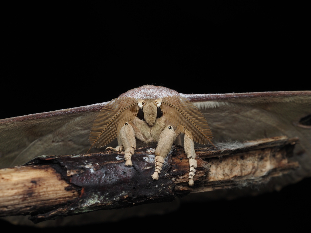 Chinese Tussar Moth from 臺灣南投縣-清境之星樂活莊園 on September 8, 2024 at 04:57 ...