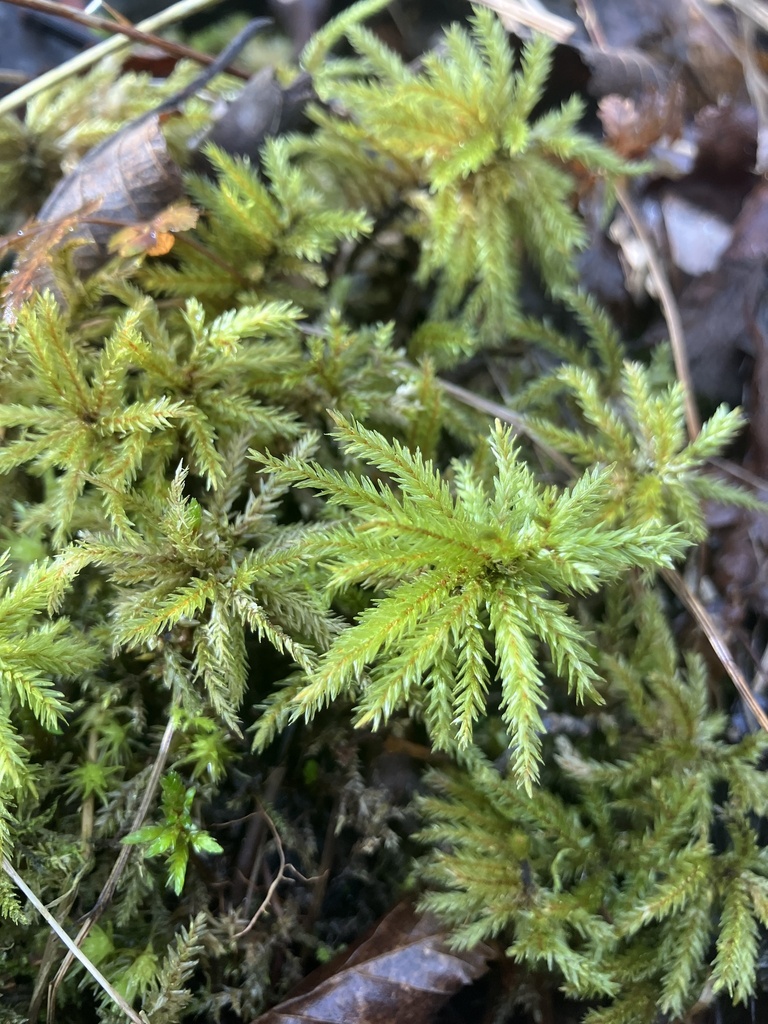 Tree Climacium Moss from U.S. Forest Service Huron - Manistee NFs ...