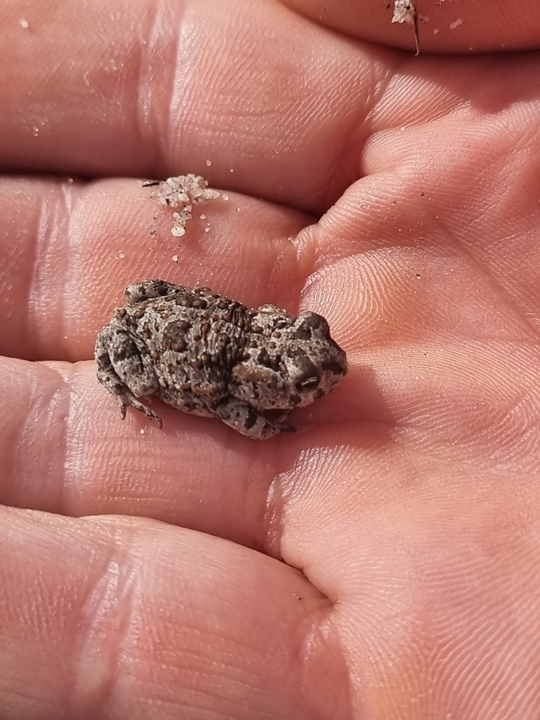 Sand Toad from Cape Peninsula, Cape Town, South Africa on November 24 ...