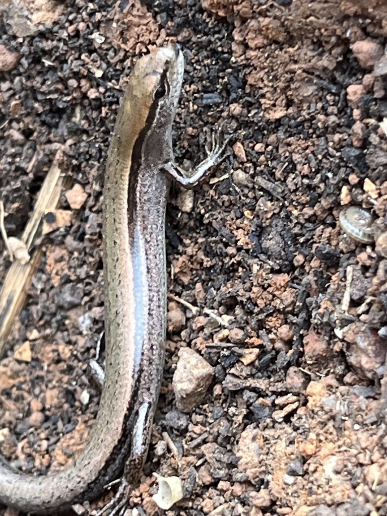 Little Brown Skink from Moores Mill Rd, Timberlake, NC, US on November ...