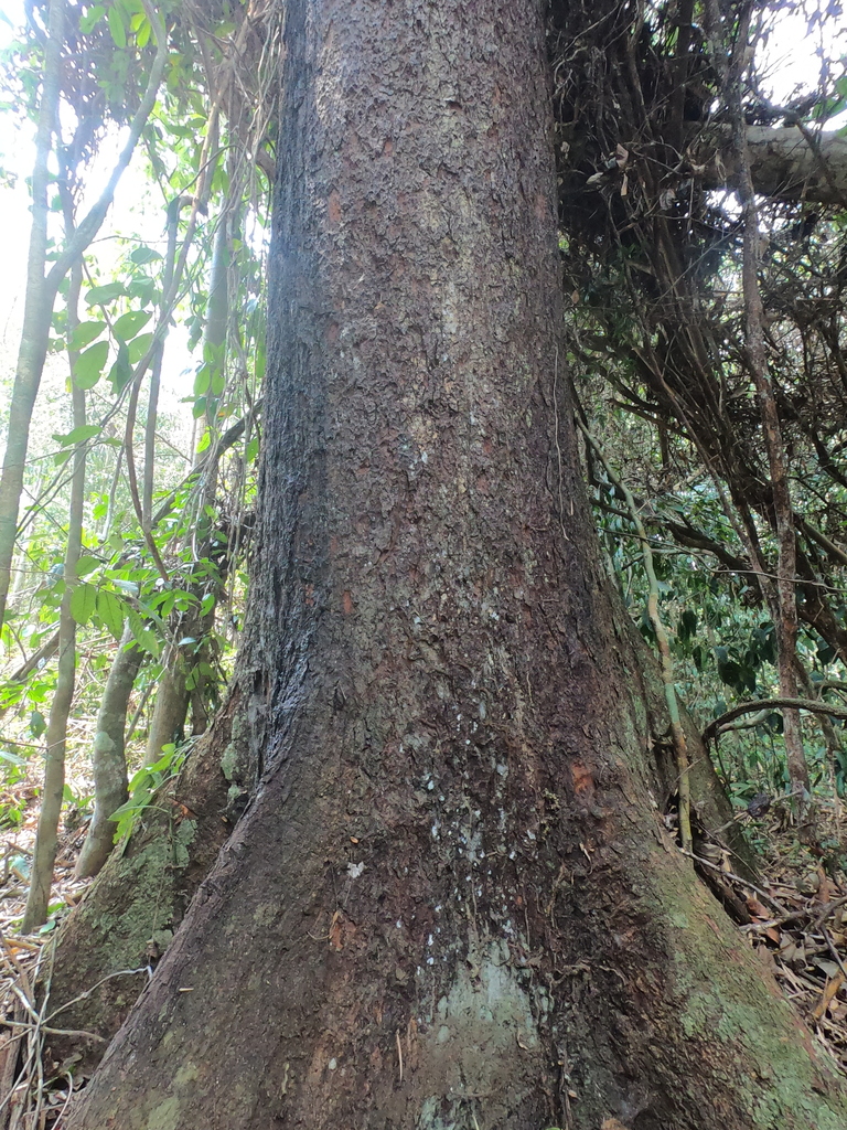 Huayruro (Especies forestales de la amazonía peruana) · iNaturalist